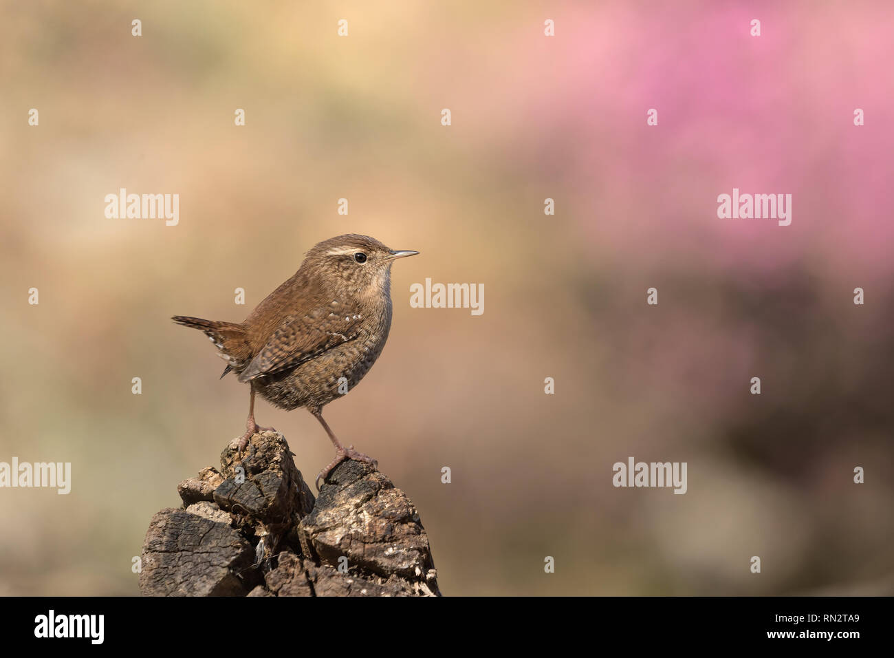 Wonderful portrait of one of the smallest bird species (Eurasian wren ...