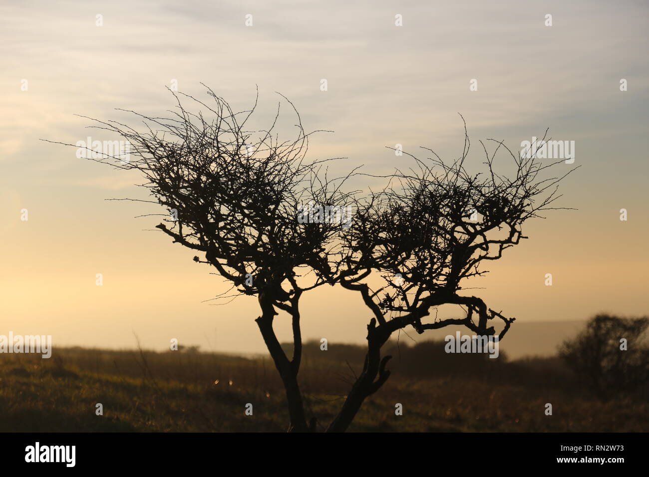 Twisted tree in sunset Stock Photo - Alamy