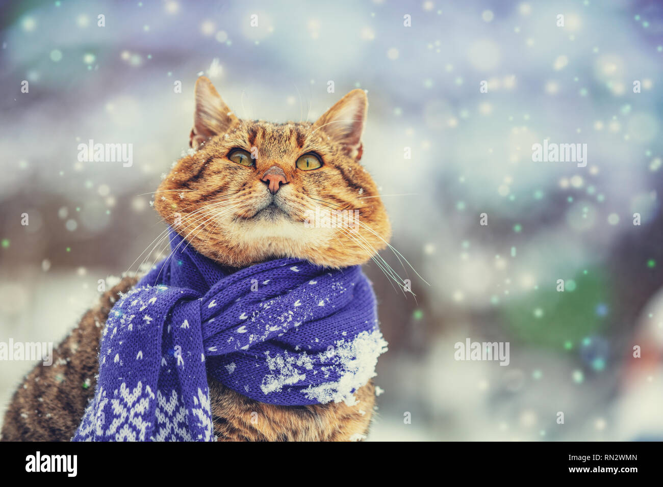 Portrait of a cat wearing a scarf in snowy winter near fir tree Stock ...