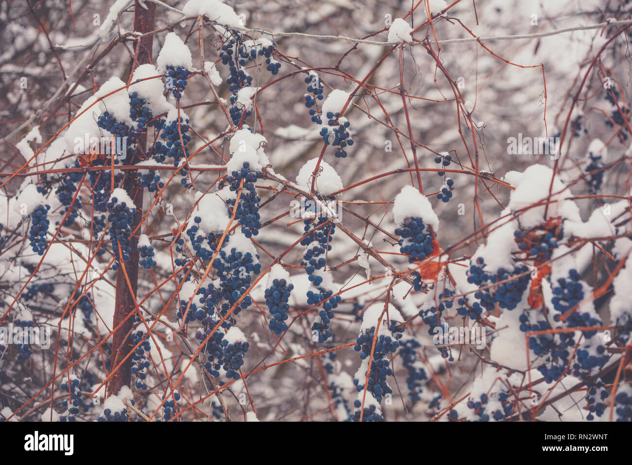 Grapes with snow hi-res stock photography and images - Alamy