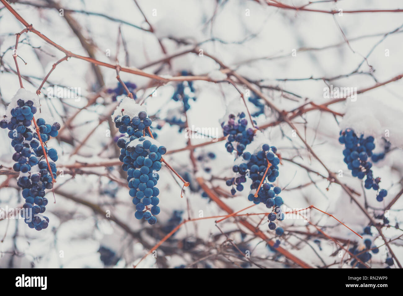 Covered with snow red wine grapes on the grapevine in winter Stock ...