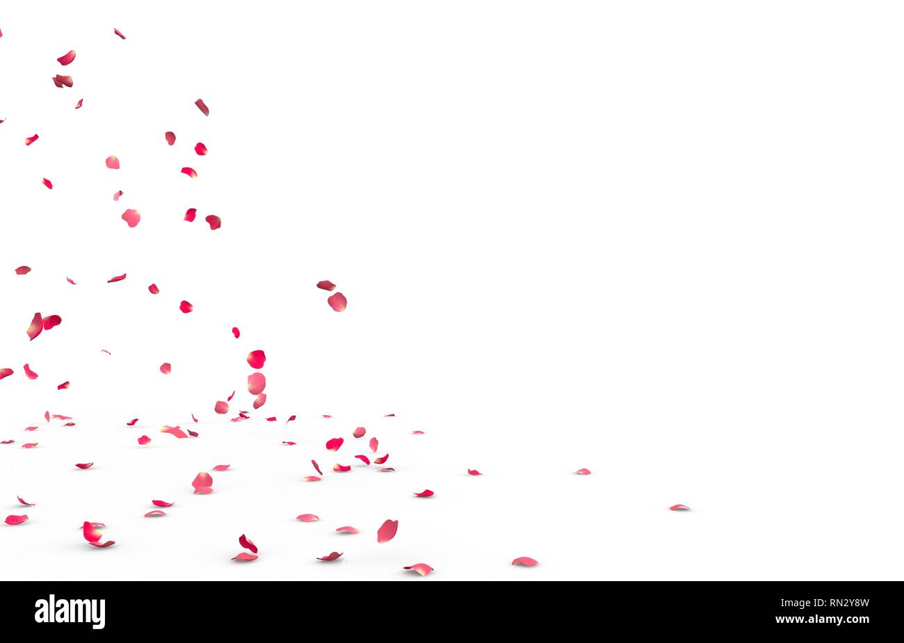 Small rose petals fly and fall to the floor. Isolated white background ...