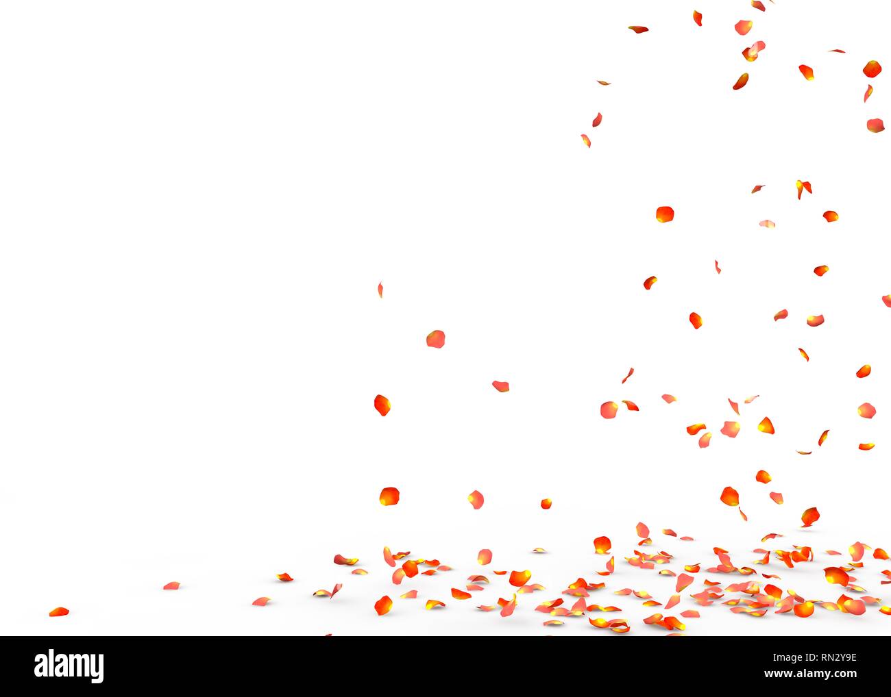 Small rose petals fly and fall to the floor. Isolated white background ...