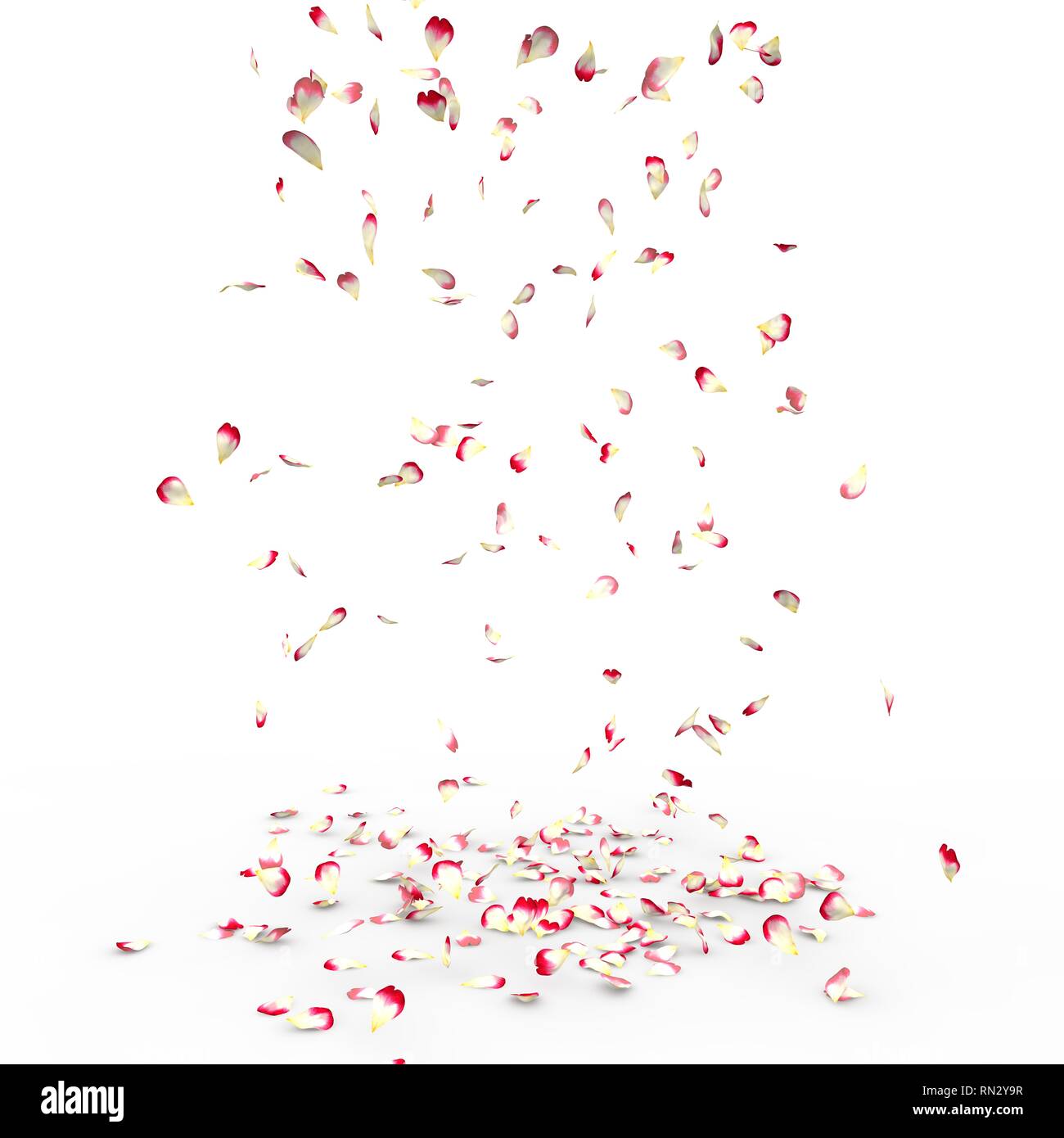 Small rose petals fly and fall to the floor. Isolated white background ...