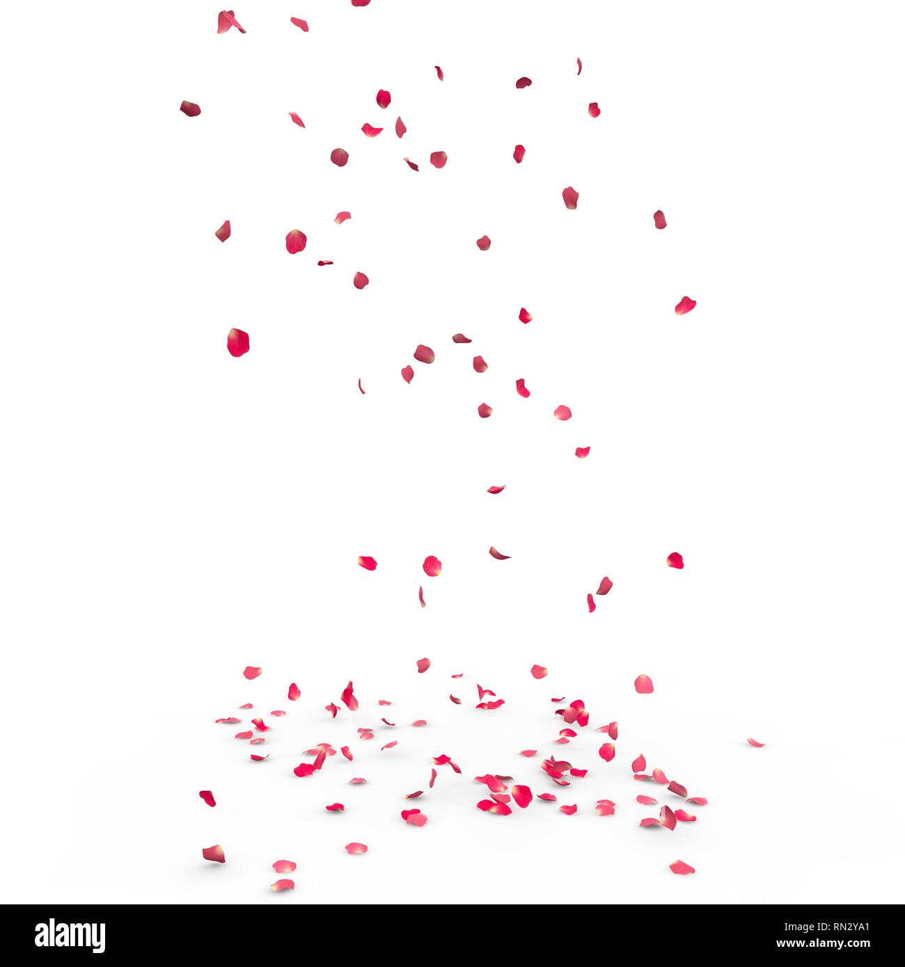 Small rose petals fly and fall to the floor. Isolated white background ...