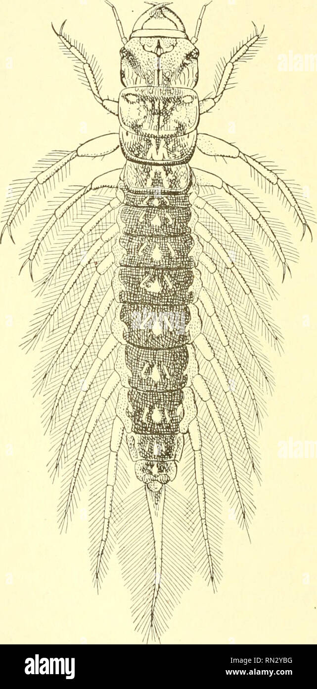 Alderfly Larvae Drawing