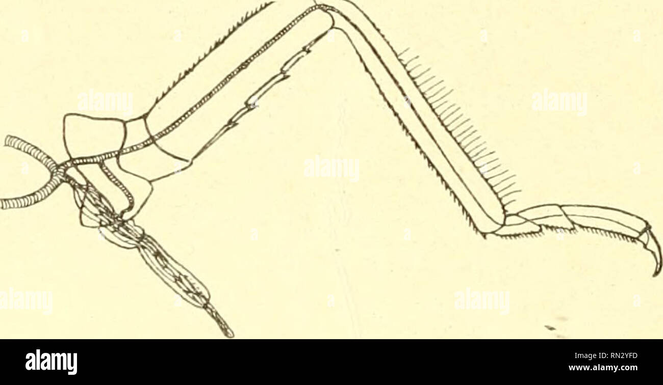 Petite branchie hi-res stock photography and images - Alamy