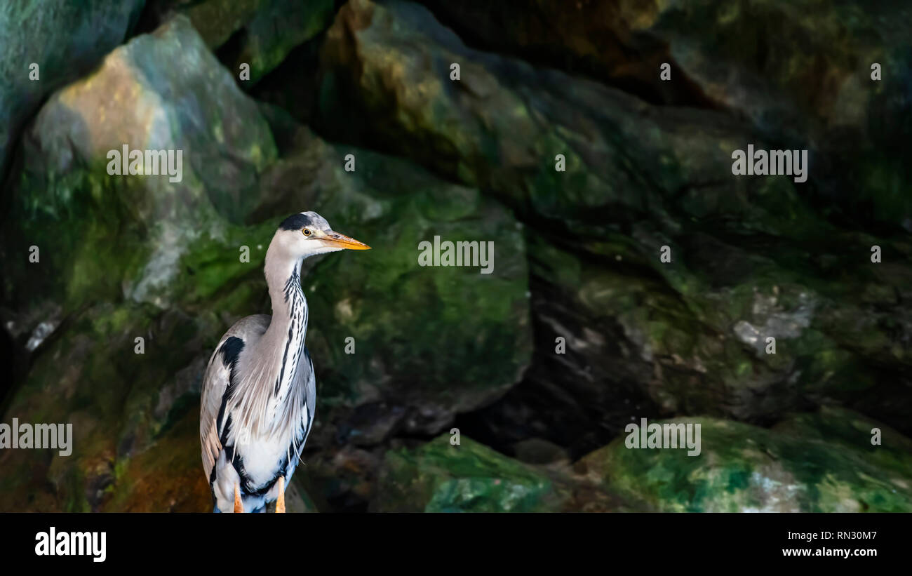 Rocky coast habitat hi-res stock photography and images - Alamy