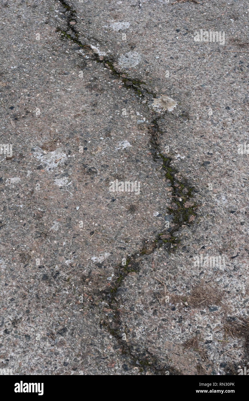 Raised crack in a tarmac footpath caused by underground tree roots ...