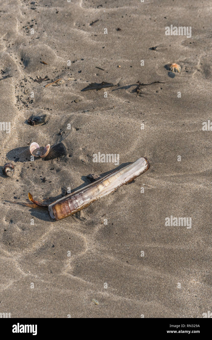 Ensis magnus hi-res stock photography and images - Alamy