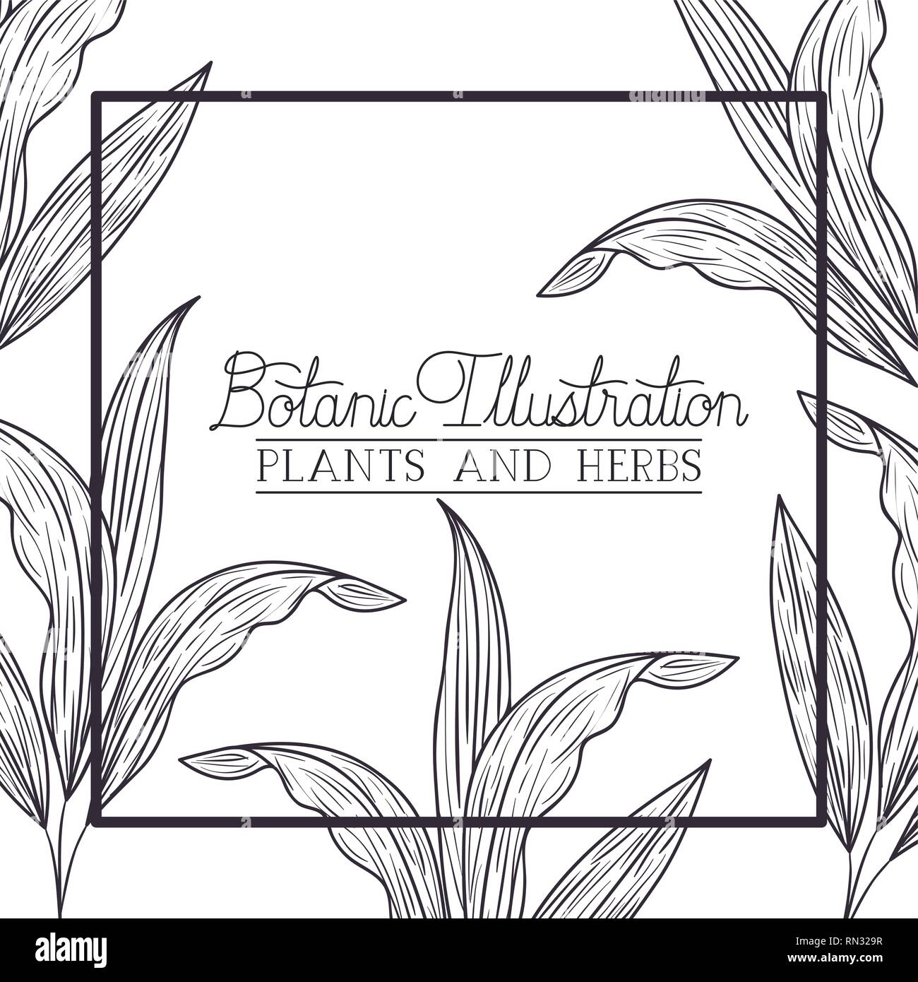 botanical plants and herbs square frame Stock Vector Image & Art - Alamy