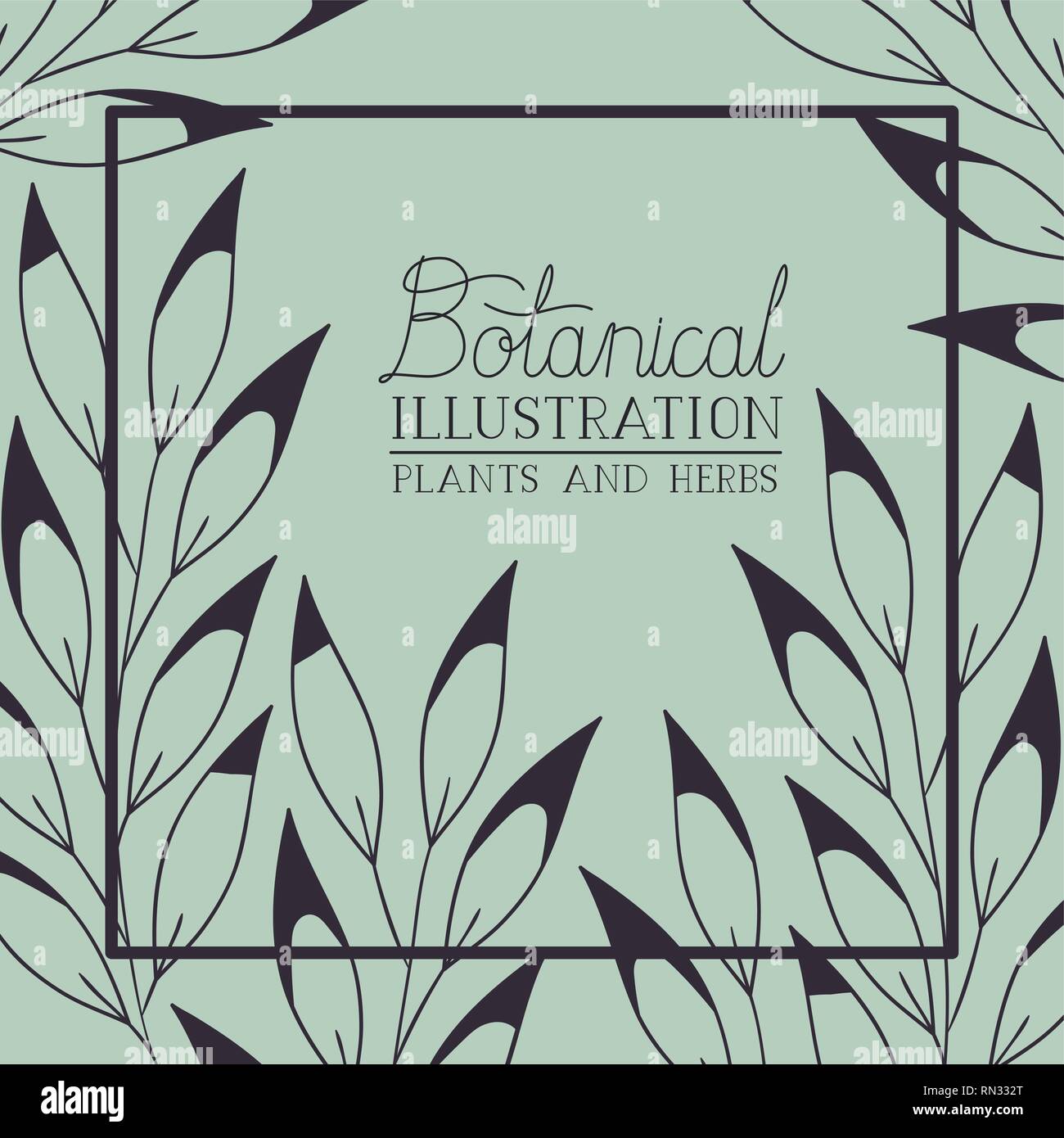 botanical plants and herbs square frame Stock Vector Image & Art - Alamy