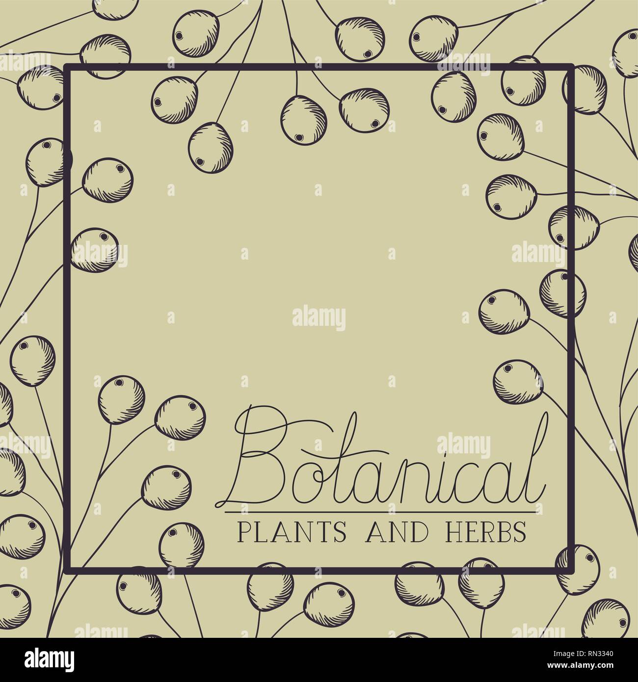 botanical plants and herbs square frame Stock Vector Image & Art - Alamy