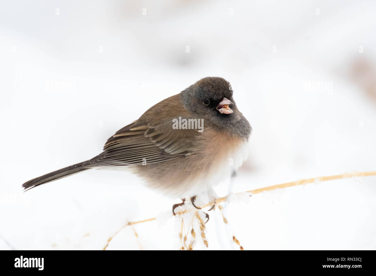 Dark-eyed Junco, (Junco hyenas), Los Poblanos Fields Open Space ...