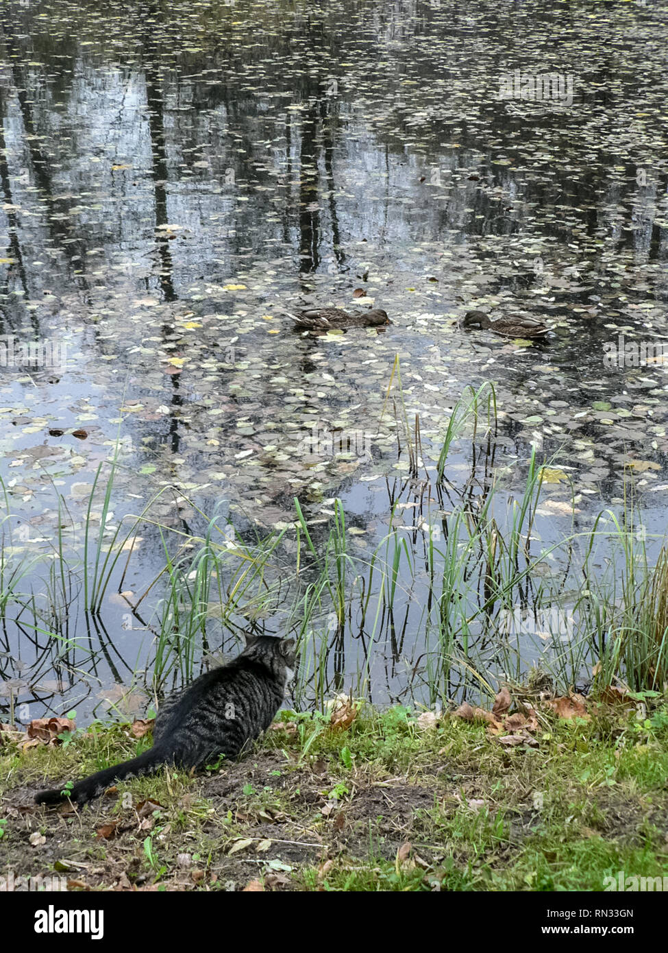 Black mere pond hi-res stock photography and images - Alamy