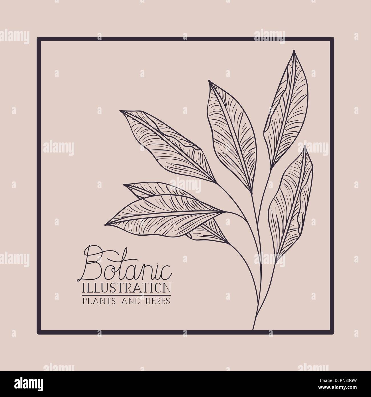 square frame with branch and leaf drawn Stock Vector Image & Art - Alamy