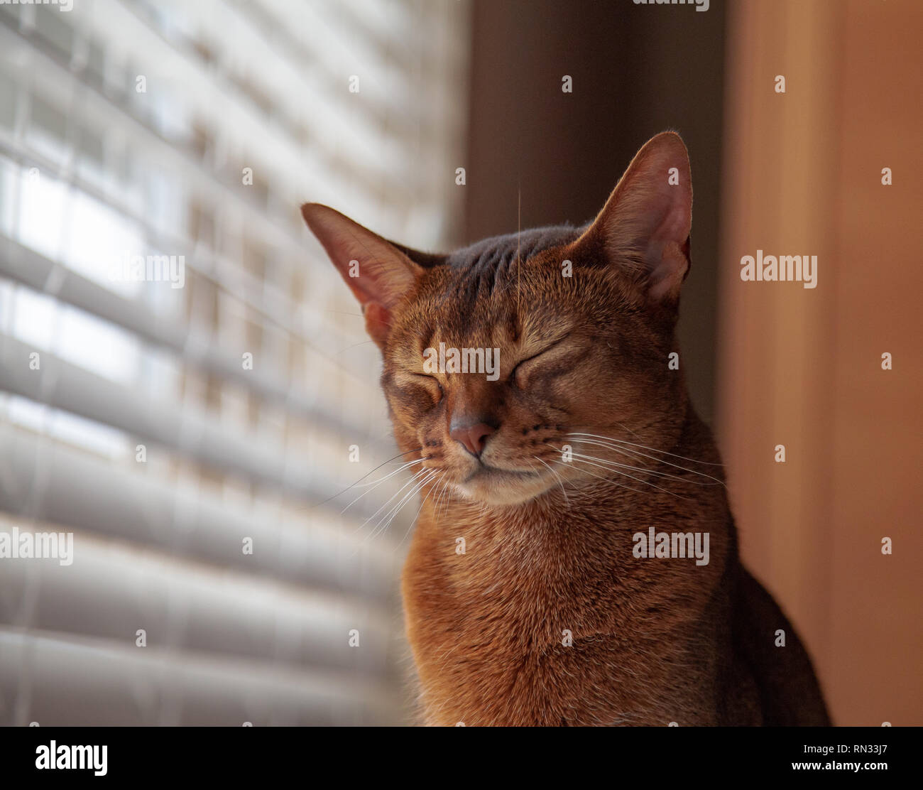 Abyssinian White Eyes High Resolution Stock Photography and Images - Alamy