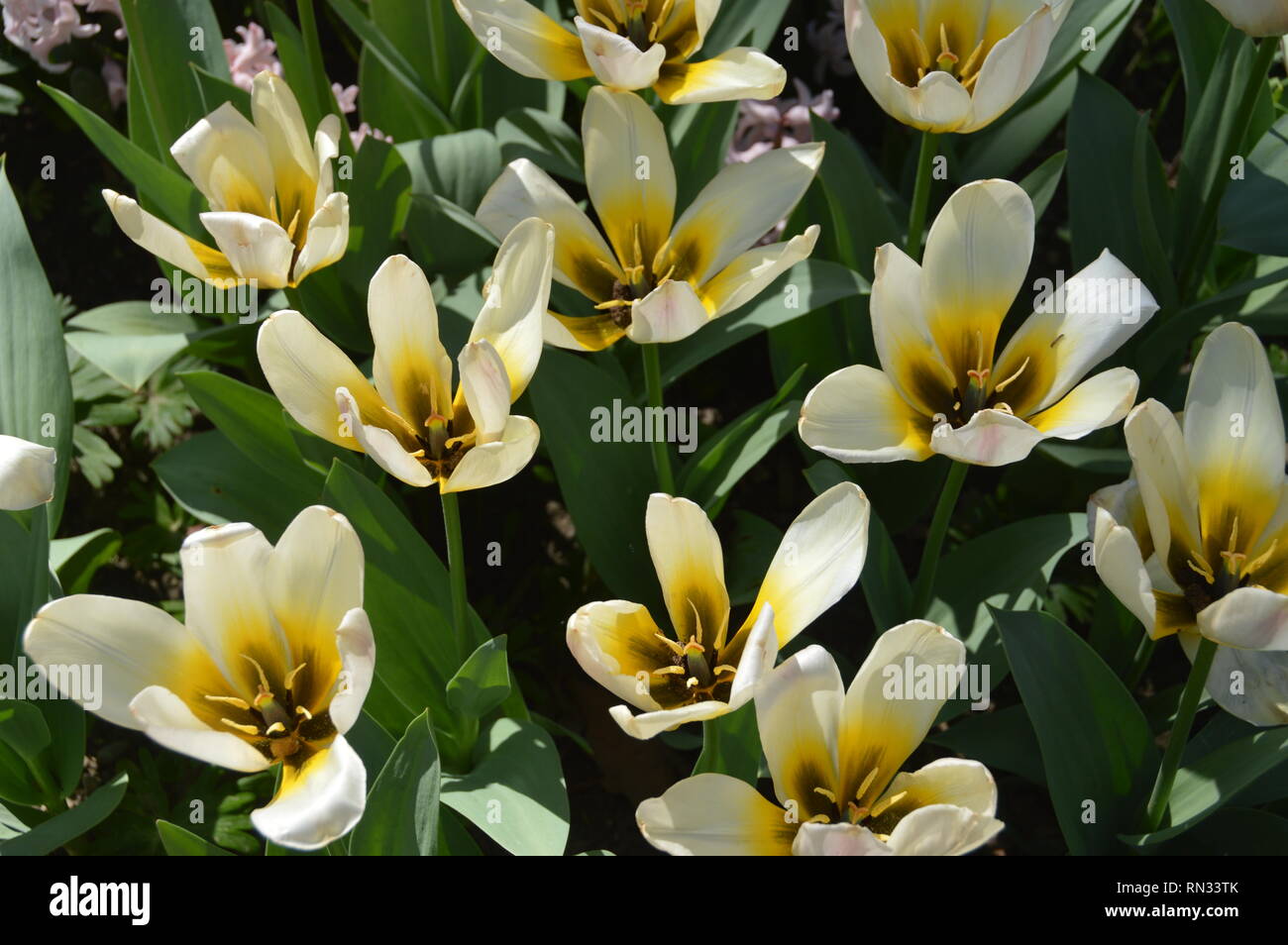beautiful white tulips with wide open blossoms in the sunlight showing ...