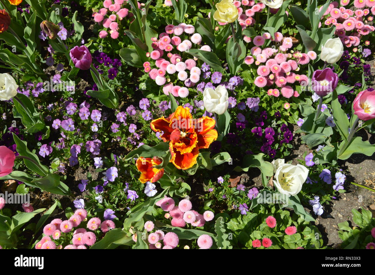 beautiful spring flowers showing love and happiness Stock Photo - Alamy