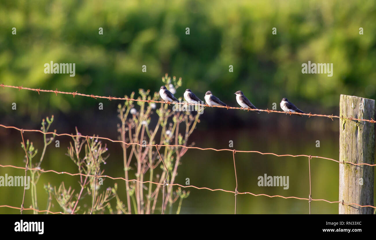 Birds in a row hi-res stock photography and images - Alamy
