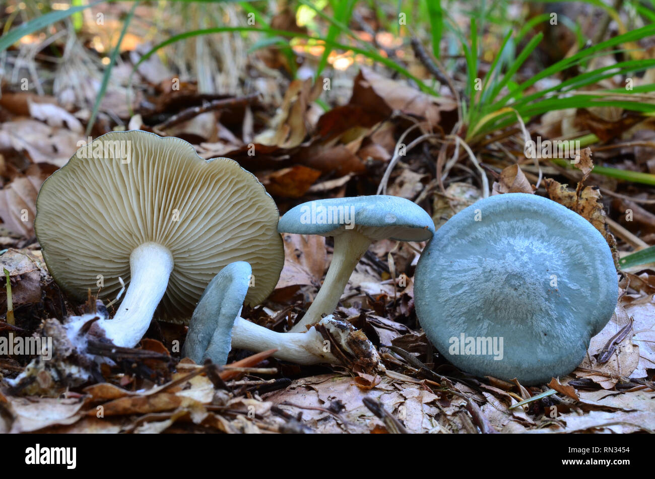 Group of Aniseed Funnel or Clitocybe odora mushroom in natural habitat ...