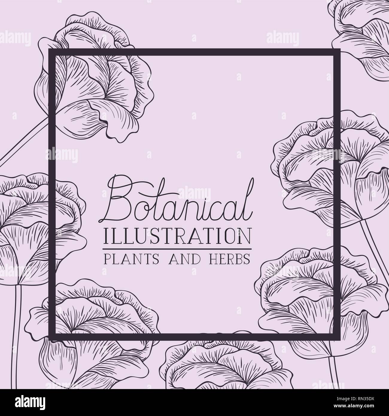 roses flowers decorative square frame Stock Vector Image & Art - Alamy