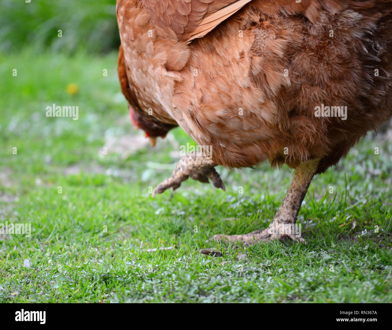 Domestic fowl on grass, Gallus gallus domesticus Stock Photo - Alamy