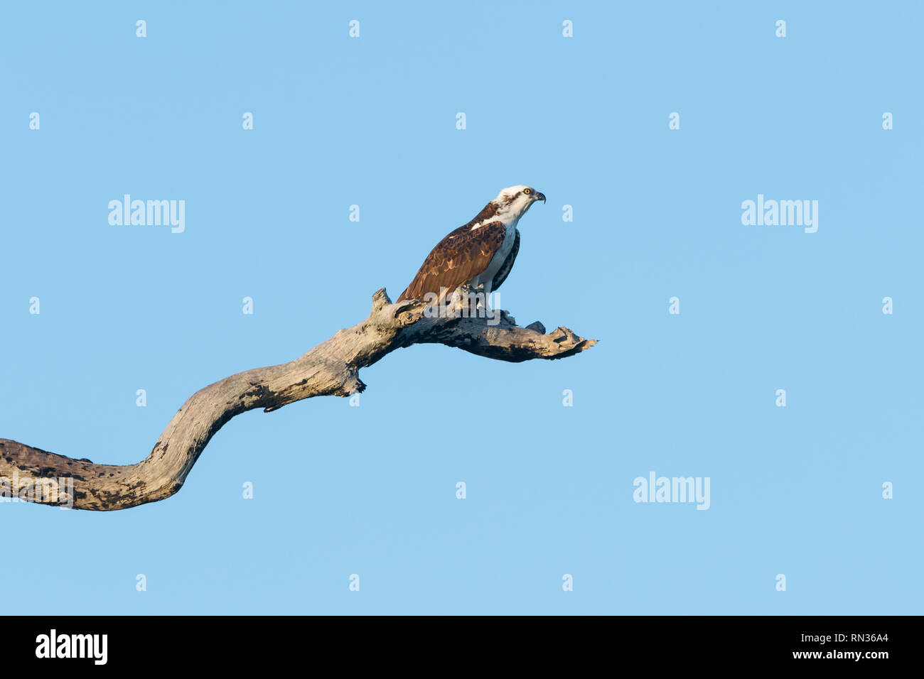 Large raptor hi-res stock photography and images - Alamy