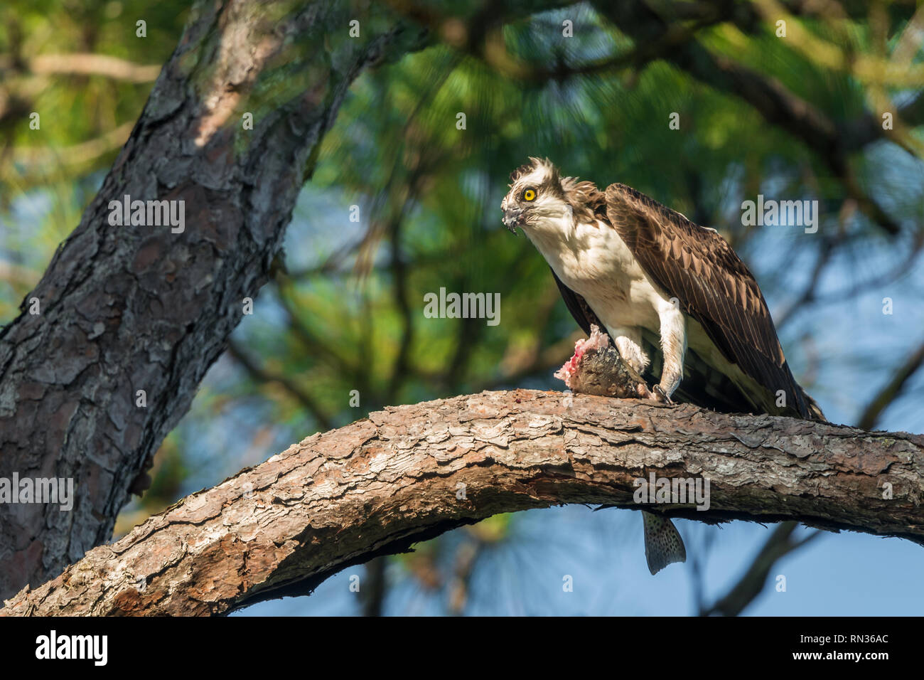Large raptor hi-res stock photography and images - Alamy