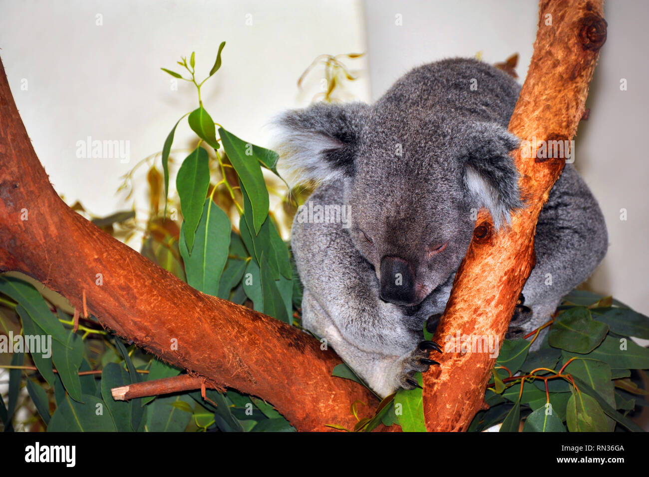 Koala bear relaxes against Eucalyptus tree limb after eating. Claws are ...