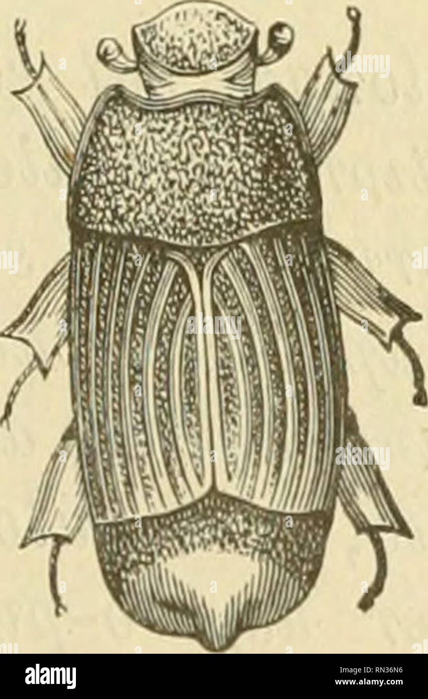 Marginate hi-res stock photography and images - Alamy