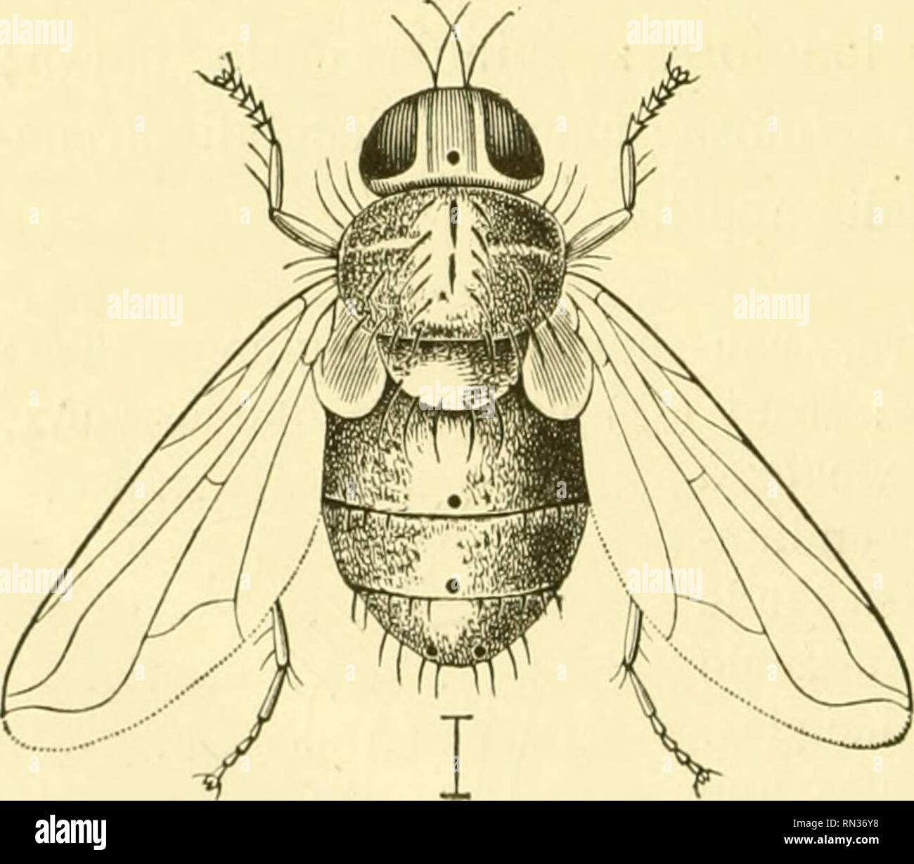 . Annales de la Société entomologique de Belgique. Insects; Entomology ...