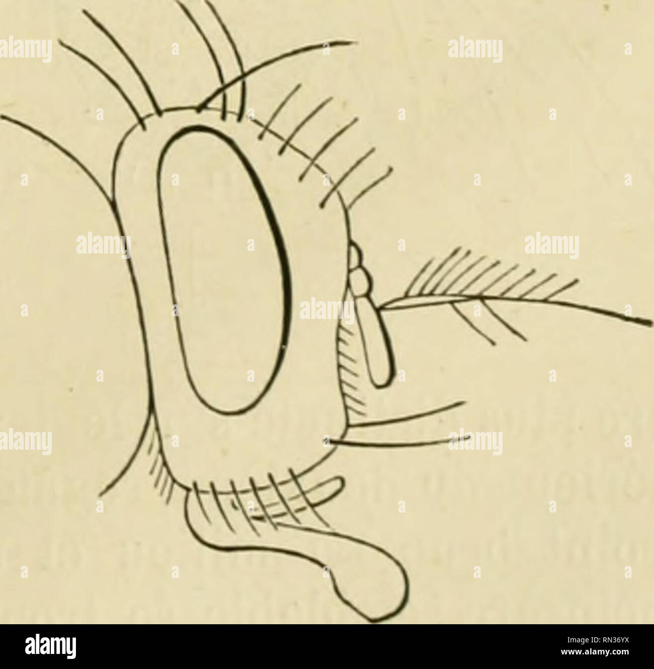 Cellule apicale hi-res stock photography and images - Alamy