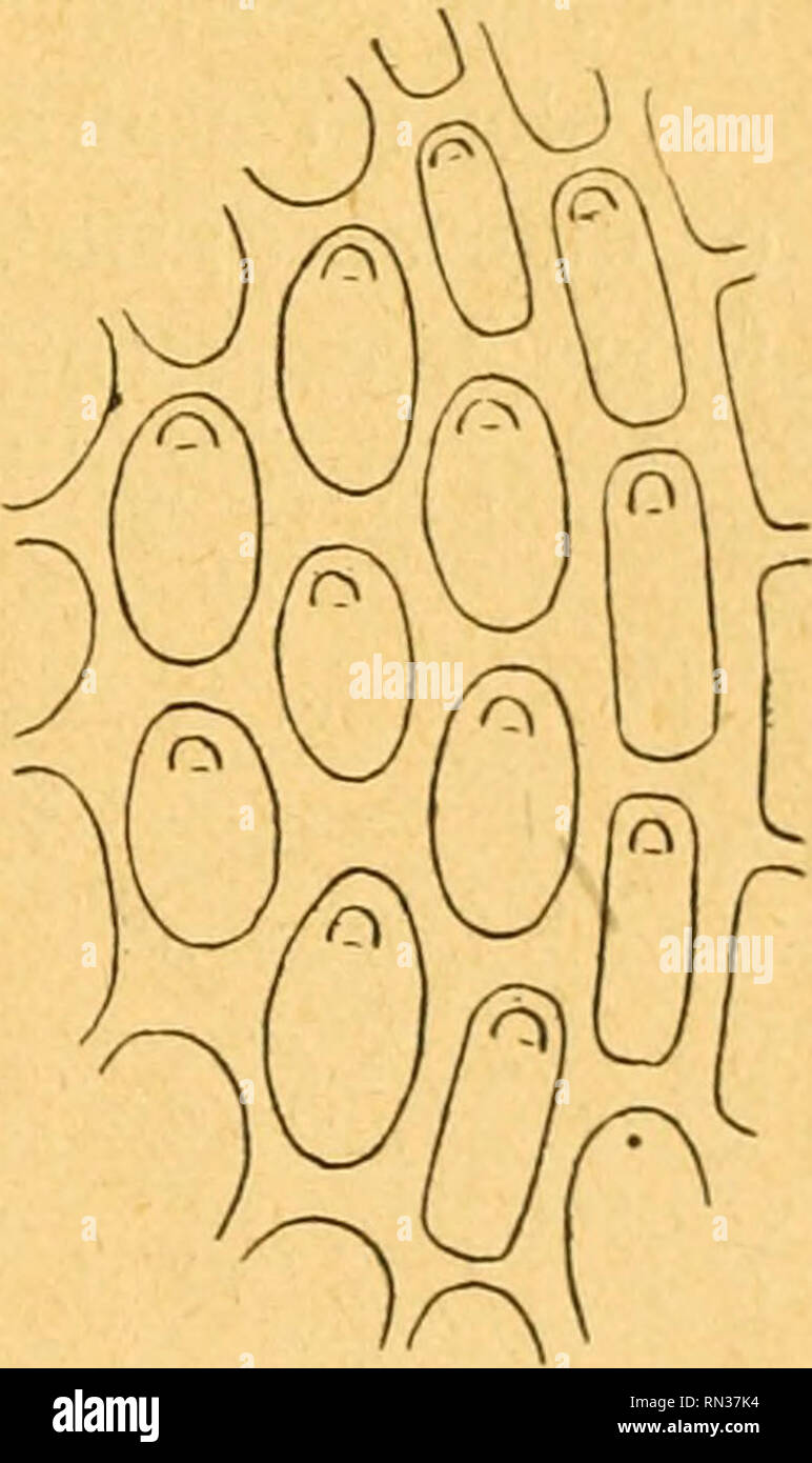 Grandes dents pointues hi-res stock photography and images - Alamy