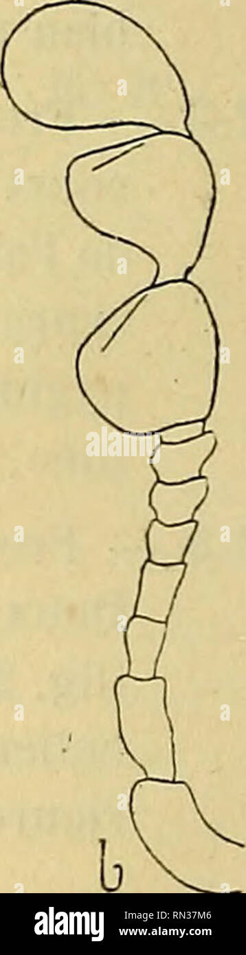 Prostephanus truncatus hi-res stock photography and images - Alamy