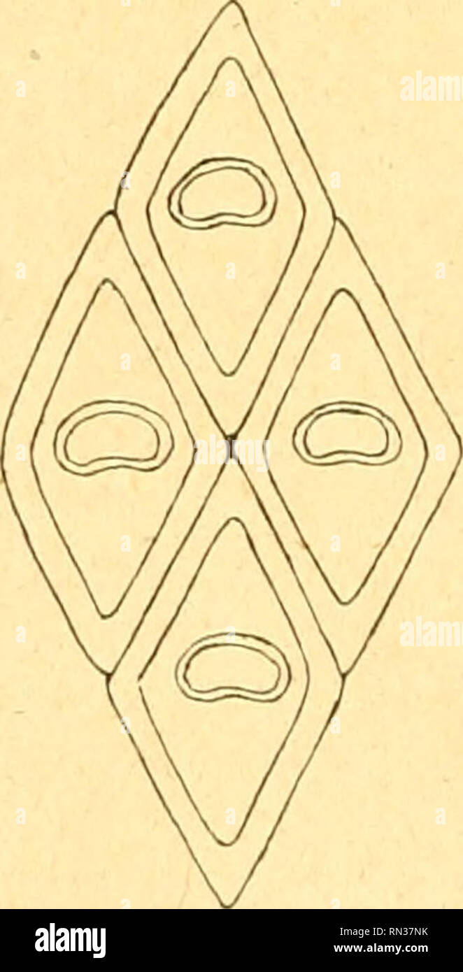 Cellaria salicornia hi-res stock photography and images - Alamy