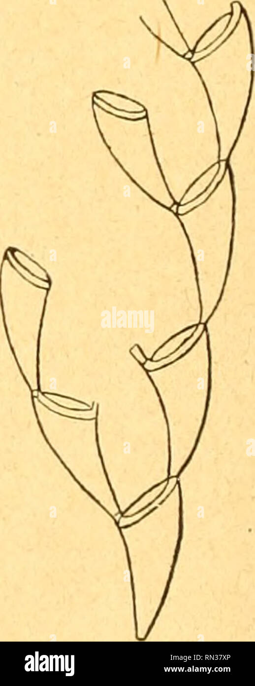 Alcyo hi-res stock photography and images - Alamy