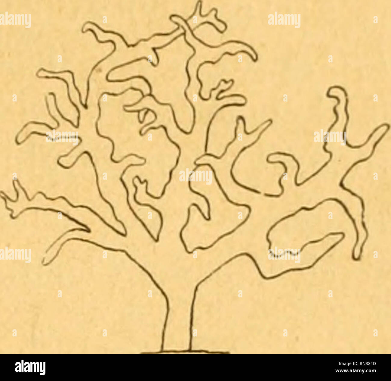 Adherente High Resolution Stock Photography and Images - Alamy