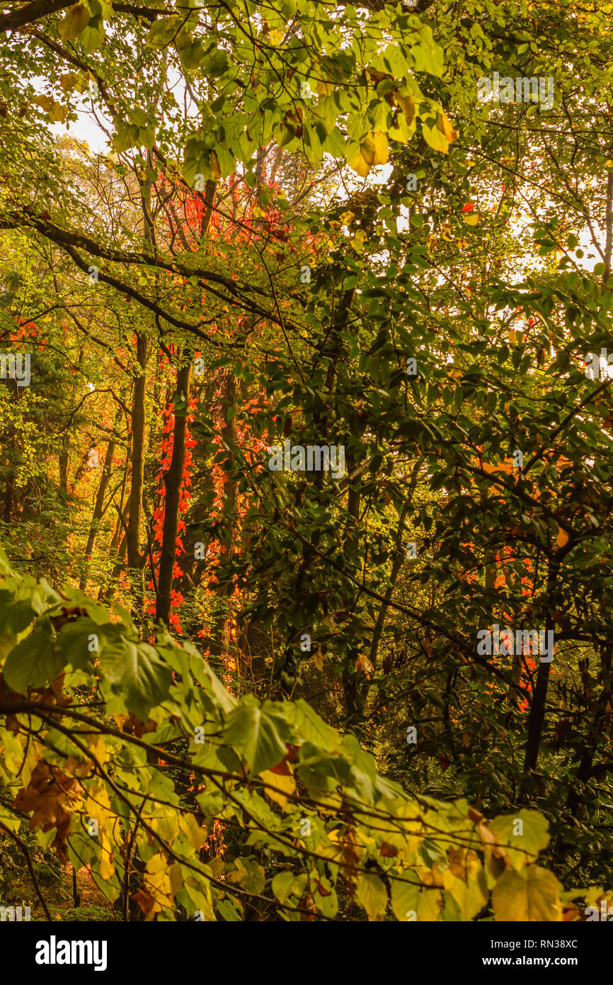 the thick vegetation of a forest during the autumn Stock Photo - Alamy