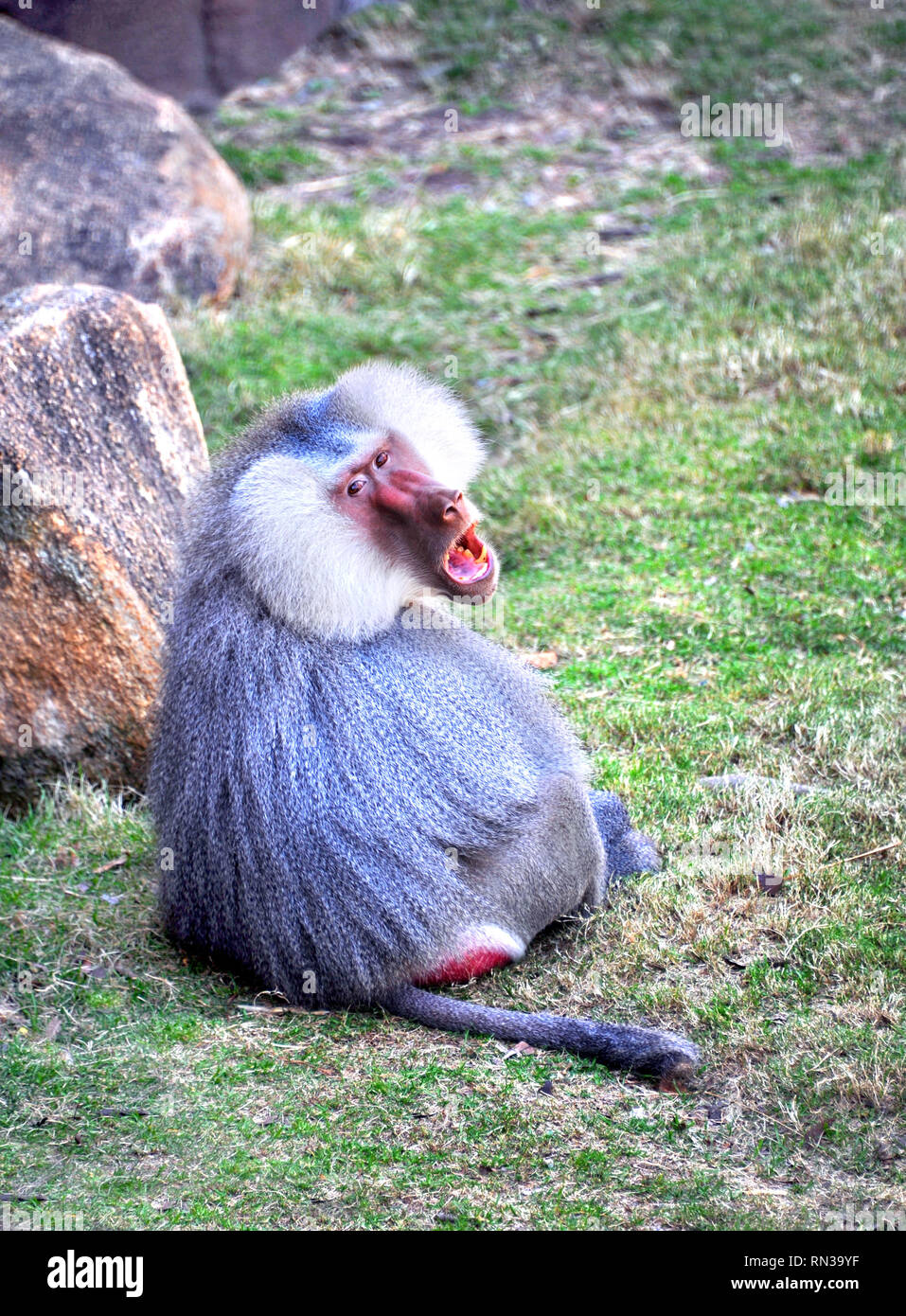 Baboon sits on the grass in enclosure and shows his teeth and fangs ...
