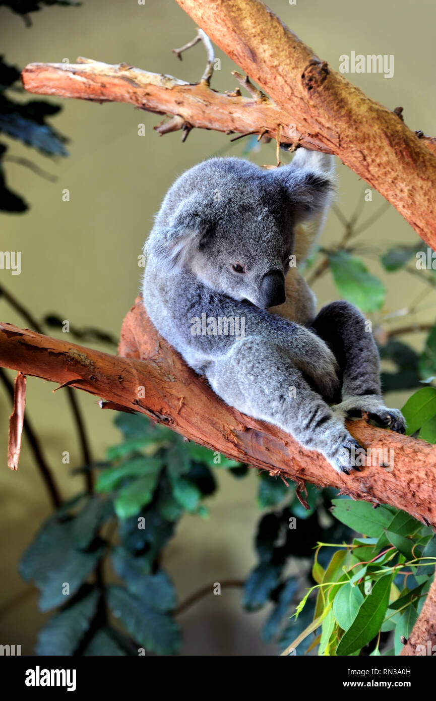 Small Koala bear sits on a Eucalyptus tree and relaxes. One of his arms ...