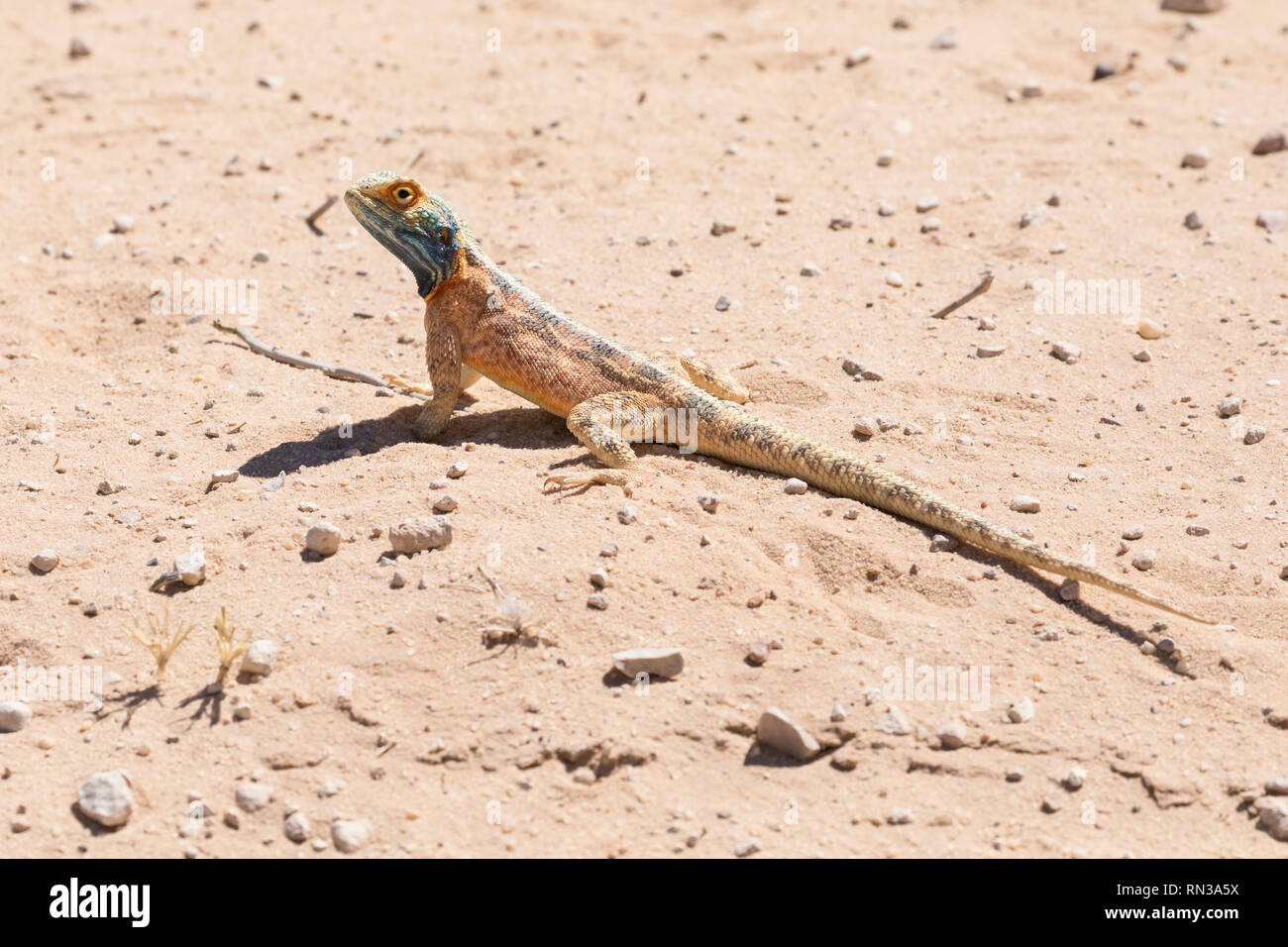 Blue headed ground agama hi-res stock photography and images - Alamy