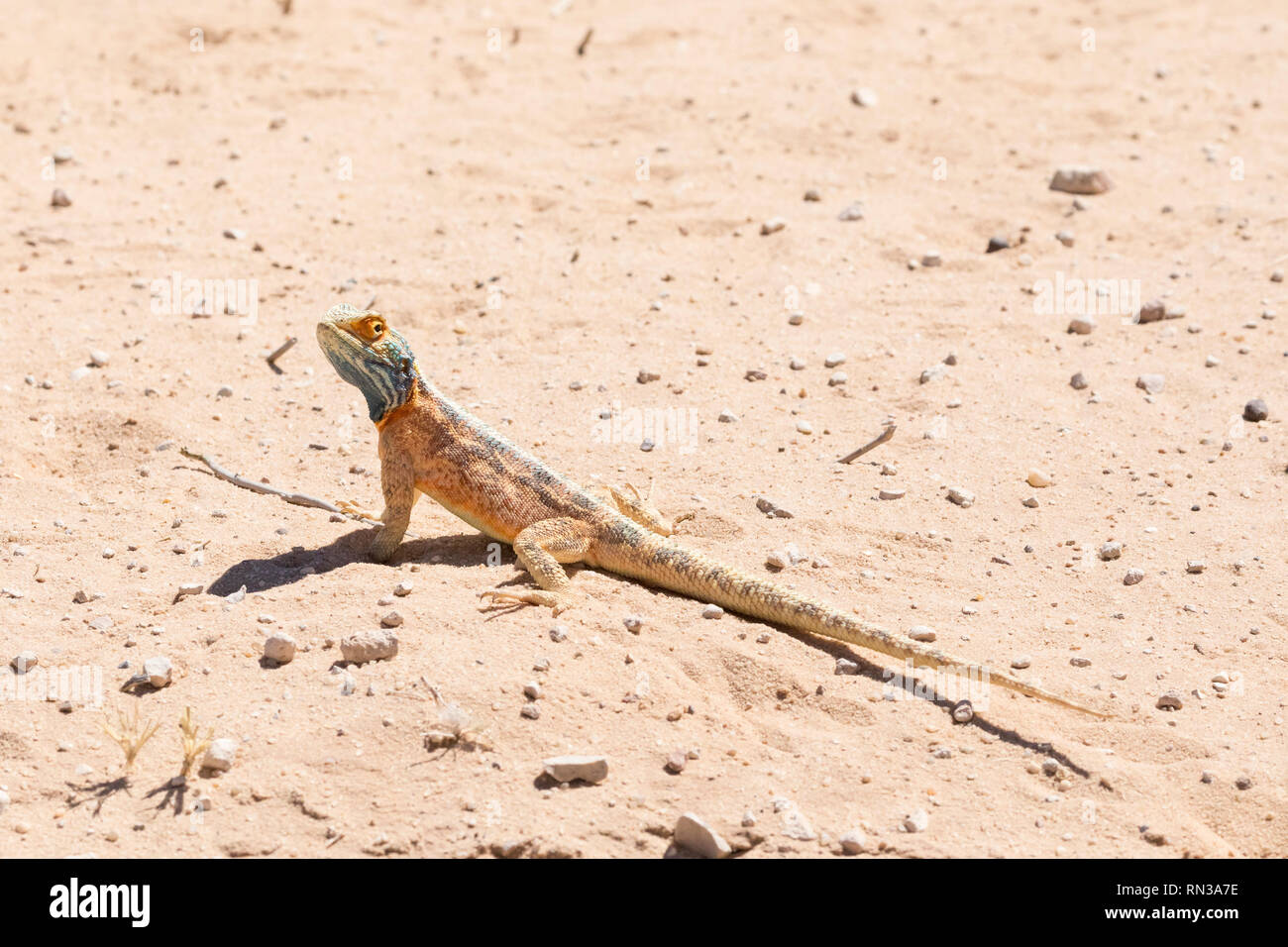 African blue headed lizard hi-res stock photography and images - Alamy