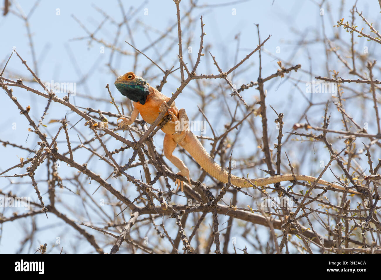 Blue headed ground agama, Agama agama aculeata, male in breeding colors ...