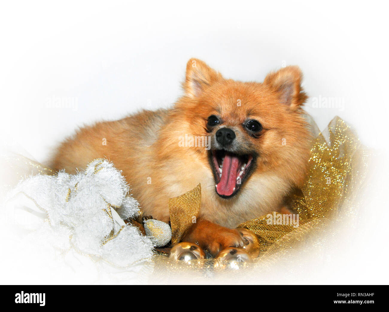 How Do You Stop A Pomeranian From Barking