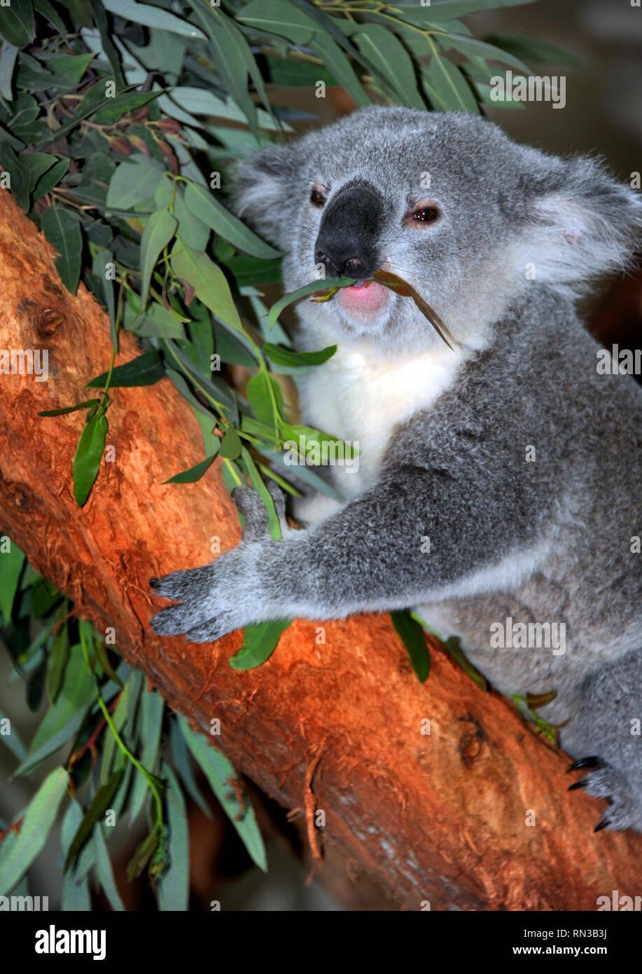 Koala bear chews on Eucalyptus leaf. Grey and white animal clings to ...