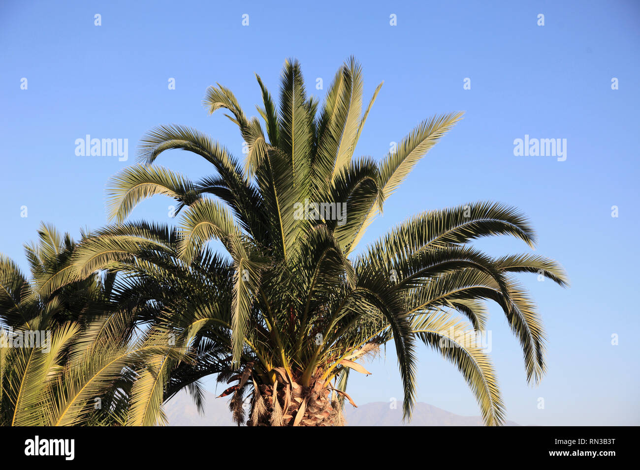 Chile, Santiago, palm tree, flora, vegetation Stock Photo - Alamy