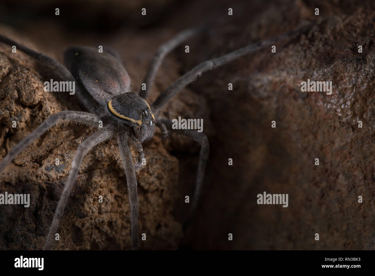 A Fishing spider, Nilus radiatolineatus, hunts for prey on rocks ...