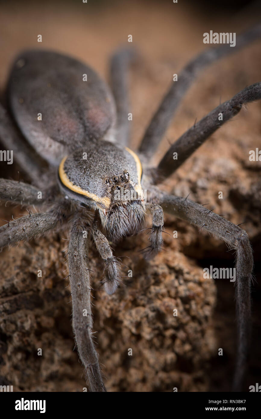 A Fishing spider, Nilus radiatolineatus, hunts for prey on rocks ...