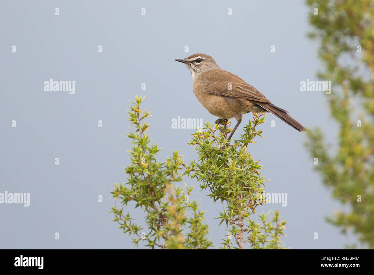 A Karoo Scrub Robin, Cercotrichas coryphoeus, perches on a fynbos shrub ...
